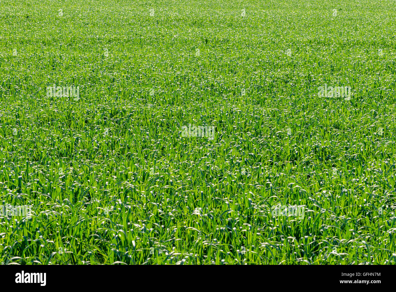 Corn plant field texture background Stock Photo - Alamy