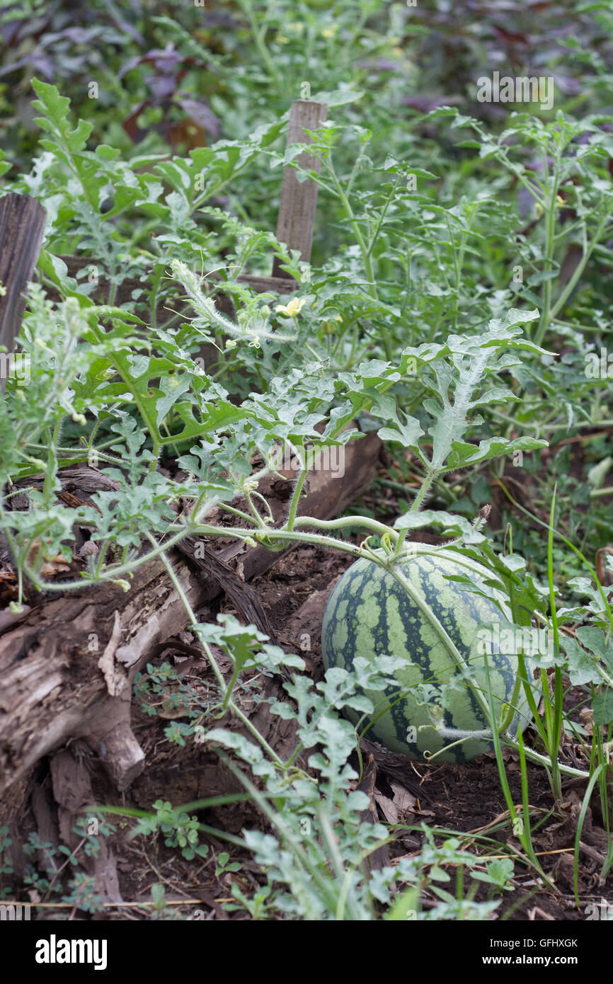 Food cropping hi-res stock photography and images - Alamy