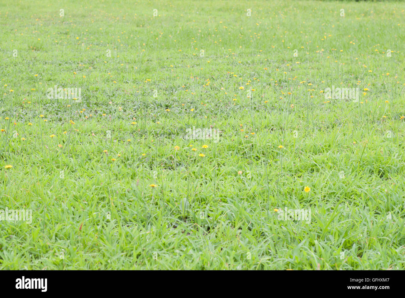 Grass field with weeds hi-res stock photography and images - Alamy
