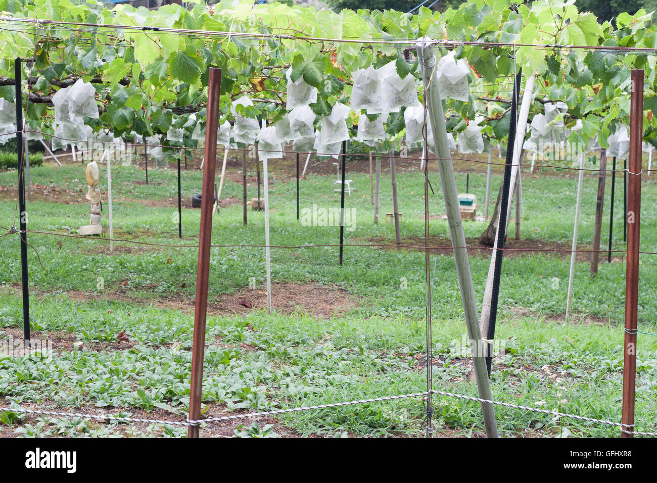 Grapes farm hi-res stock photography and images - Alamy