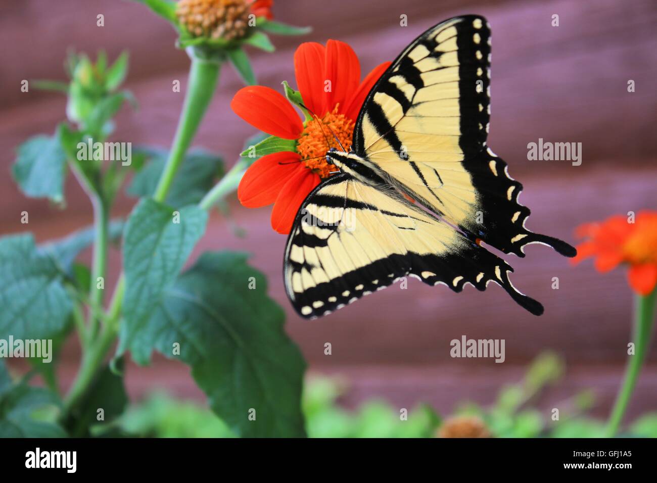 Eastern Tiger Swallotail feeding at angle Stock Photo - Alamy