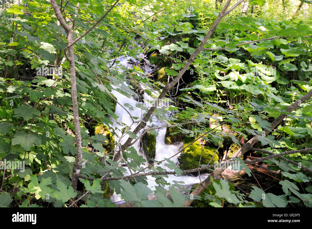 Waterfall green trees hi-res stock photography and images - Alamy