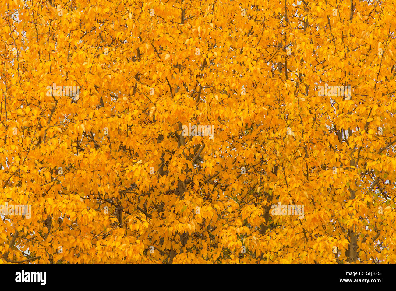 Very popular tree hi-res stock photography and images - Alamy
