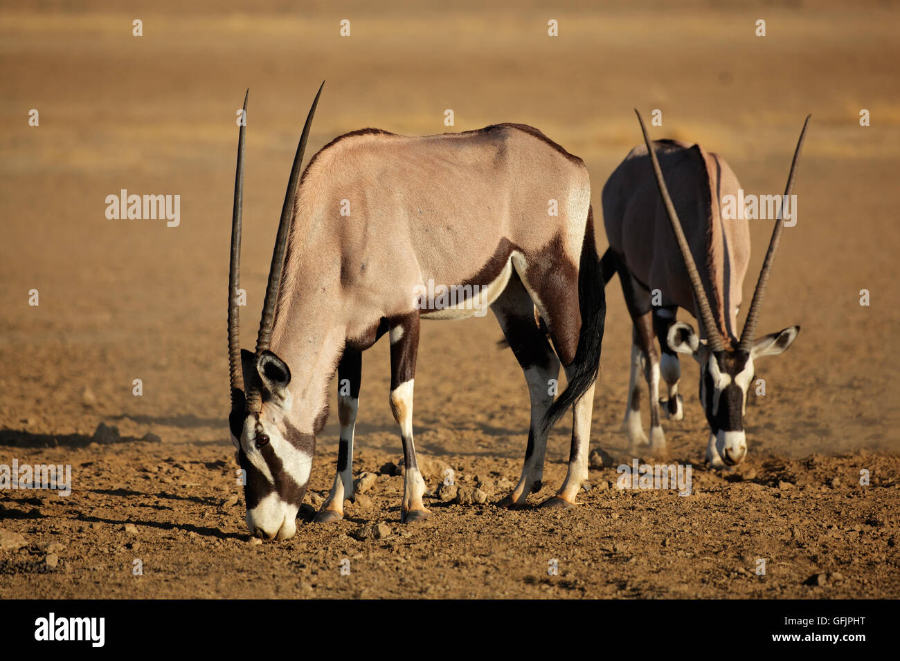 Oryx antelopes hi-res stock photography and images - Alamy
