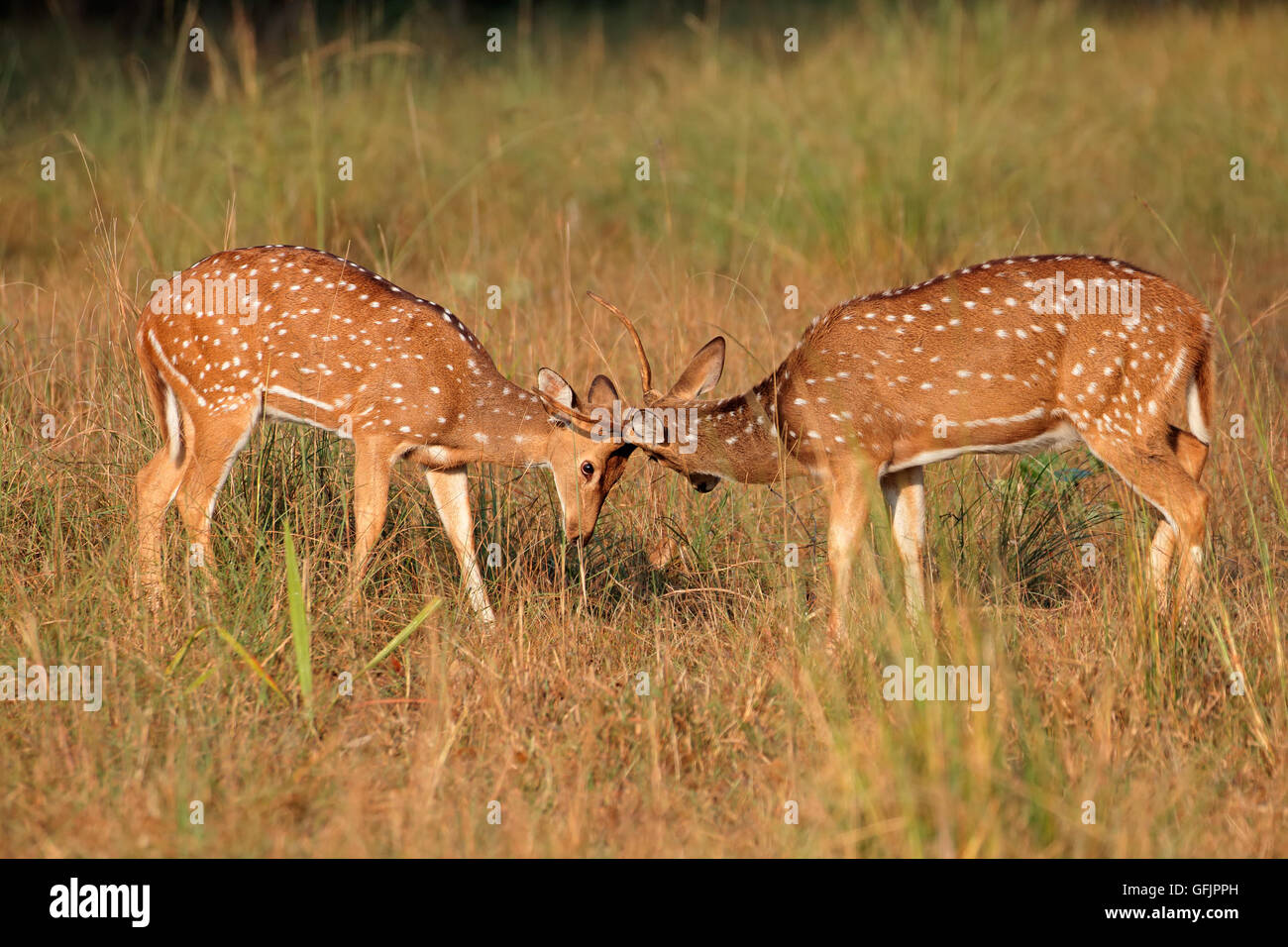Young male spotted deer or chital (Axis axis) fighting, Kanha National ...
