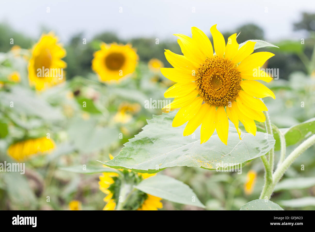 Sun flowers in full bloom Stock Photo - Alamy