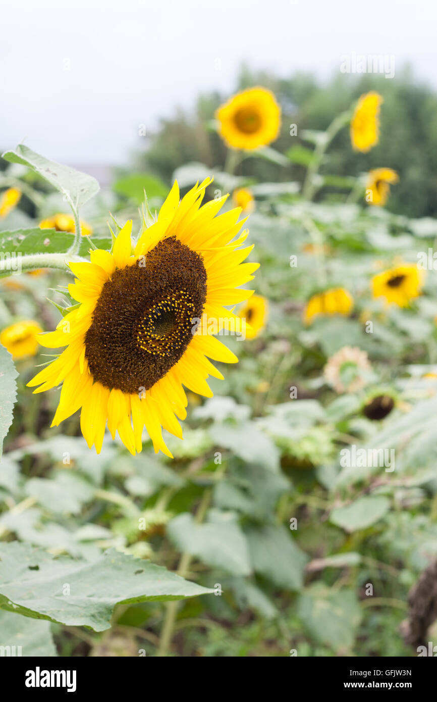 Sun flowers in full hi-res stock photography and images - Alamy