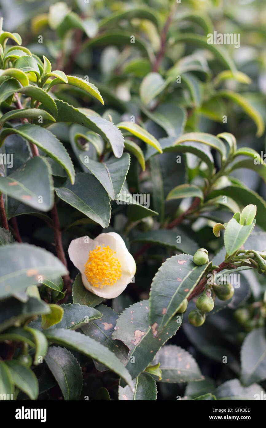 The flower of green tea Stock Photo - Alamy