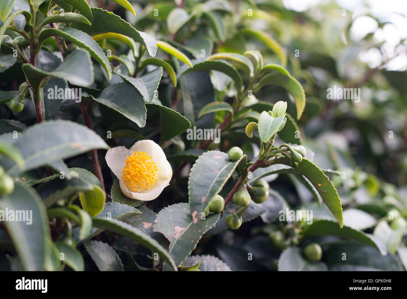 Blooming flower tea hi-res stock photography and images - Alamy
