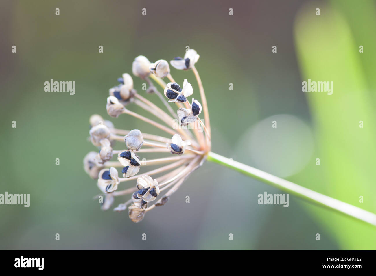 The seeds of Allium tuberosum Stock Photo - Alamy