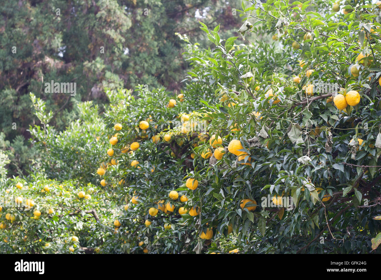 The wild tree of citrons in autumn Stock Photo - Alamy
