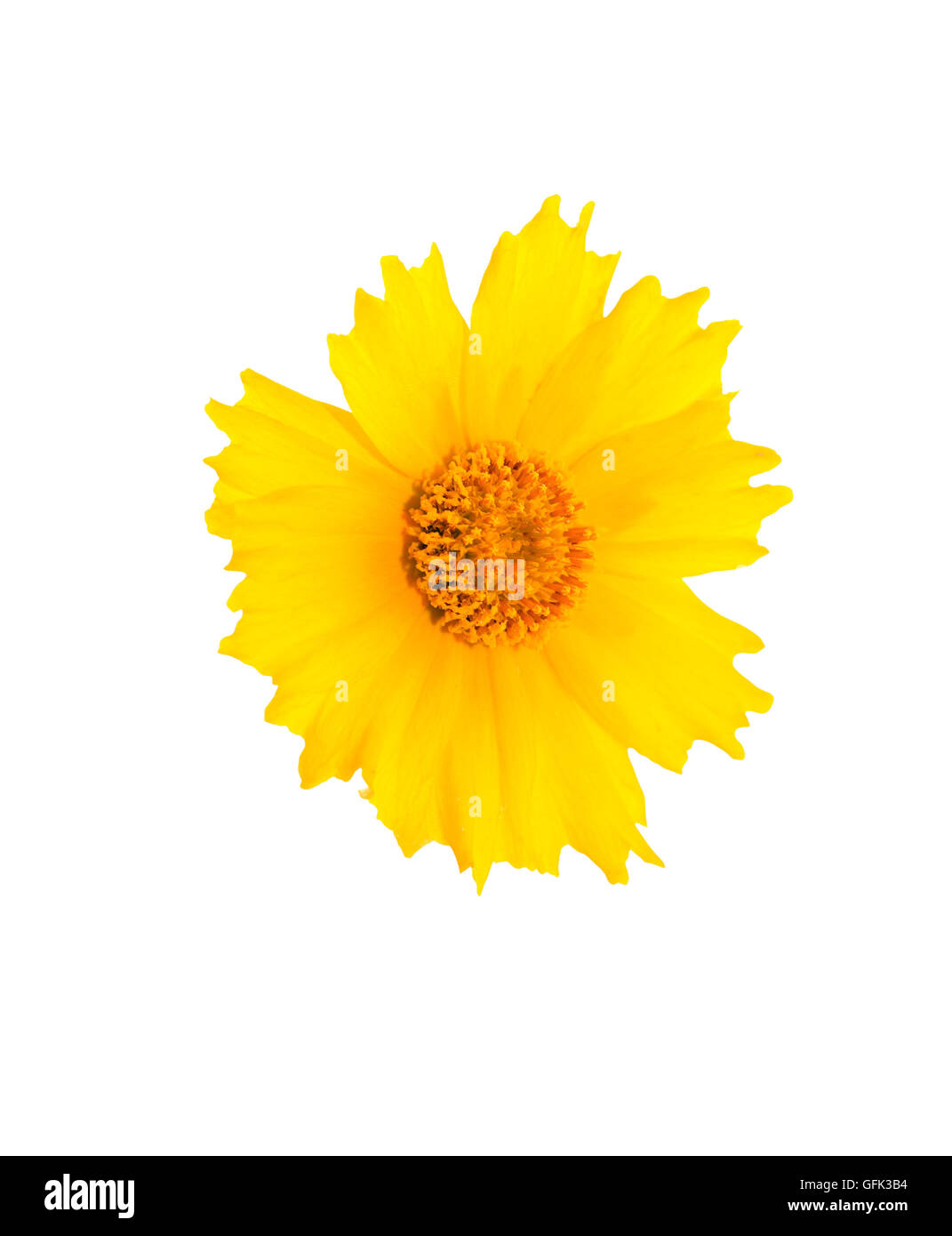 Nice yellow flower head isolated on white background with clipping path ...