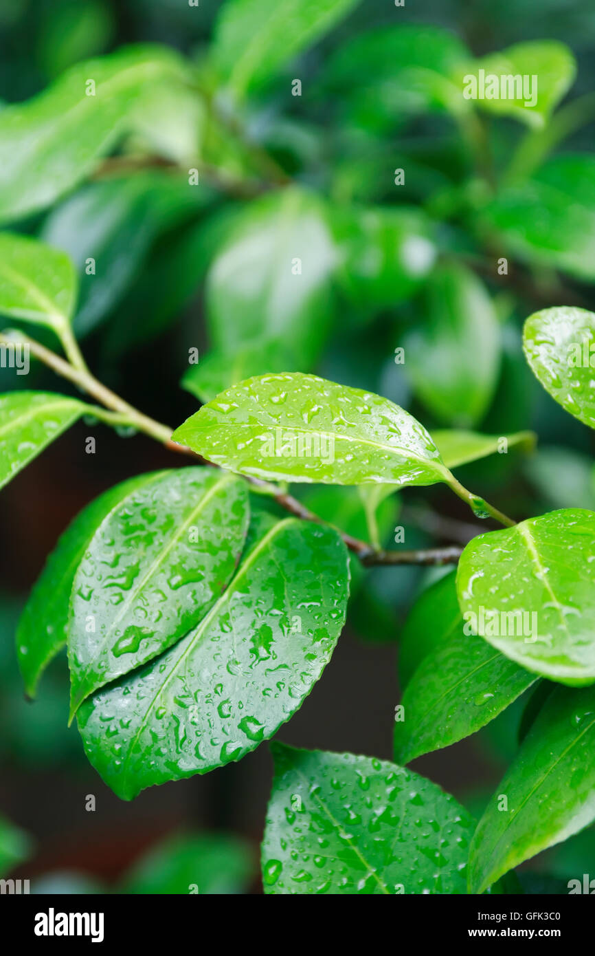 Nice freshness tree twig with wet leaves on green nature background ...