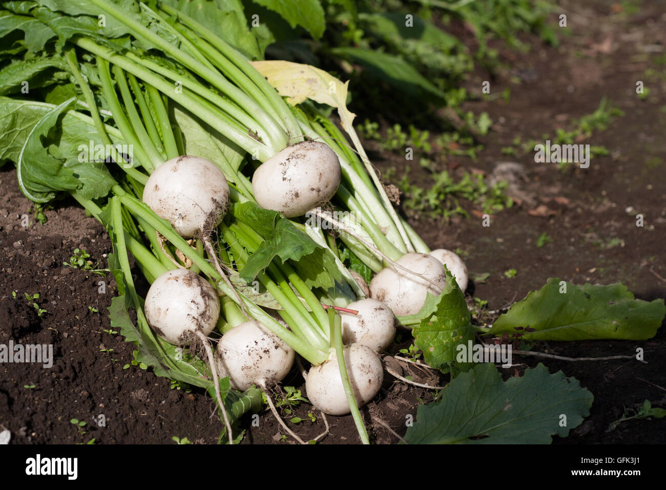 A pile of tarnishes on farm Stock Photo - Alamy