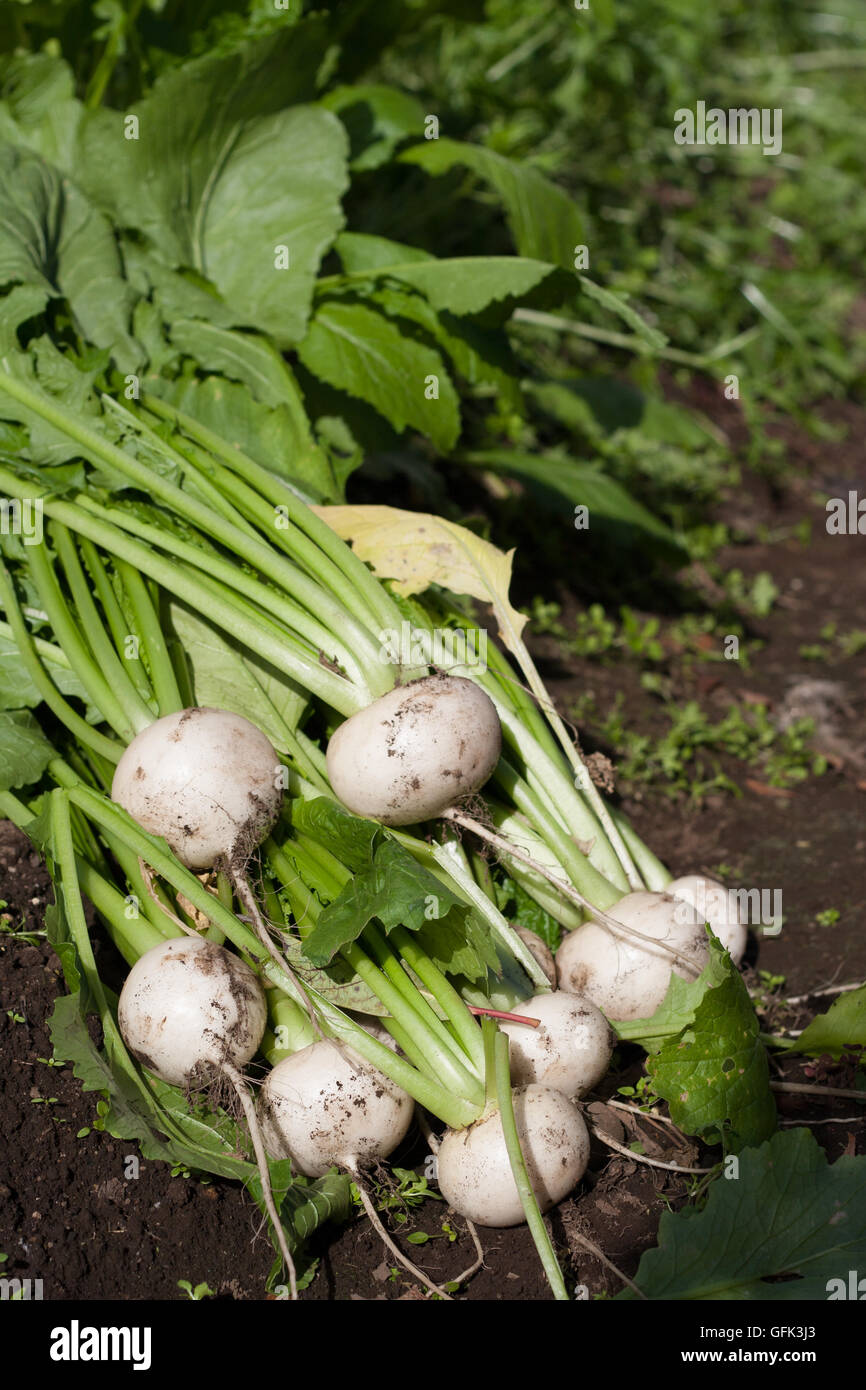 A pile of tarnishes on farm Stock Photo - Alamy