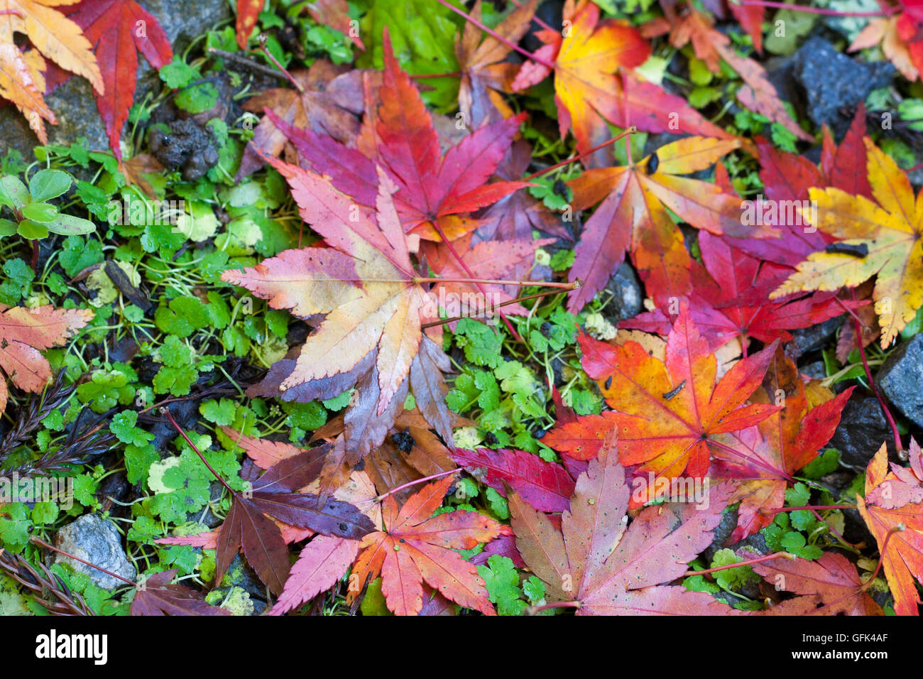Wet fallen maple leaves hi-res stock photography and images - Alamy