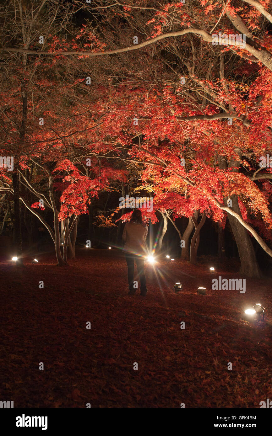 Autumn coat maple leaves hi-res stock photography and images - Alamy