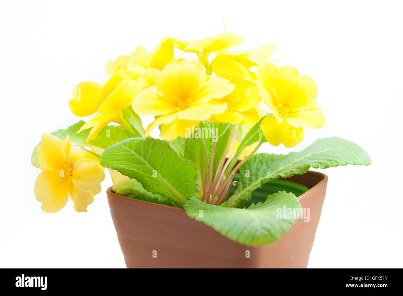 Yellow Primula juliana in a pot on white isolated background Stock ...