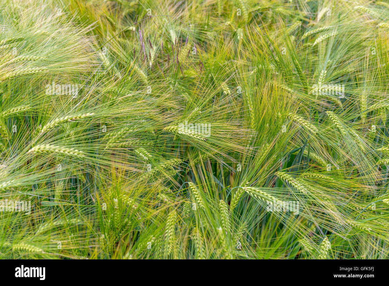 Early season corn blowing in the wind Stock Photo - Alamy
