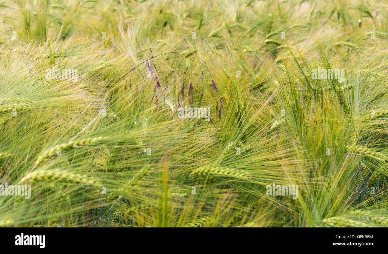Early season corn blowing in the wind Stock Photo - Alamy