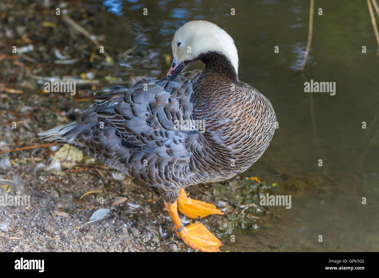Emperor Goose at Slimbridge Stock Photo - Alamy