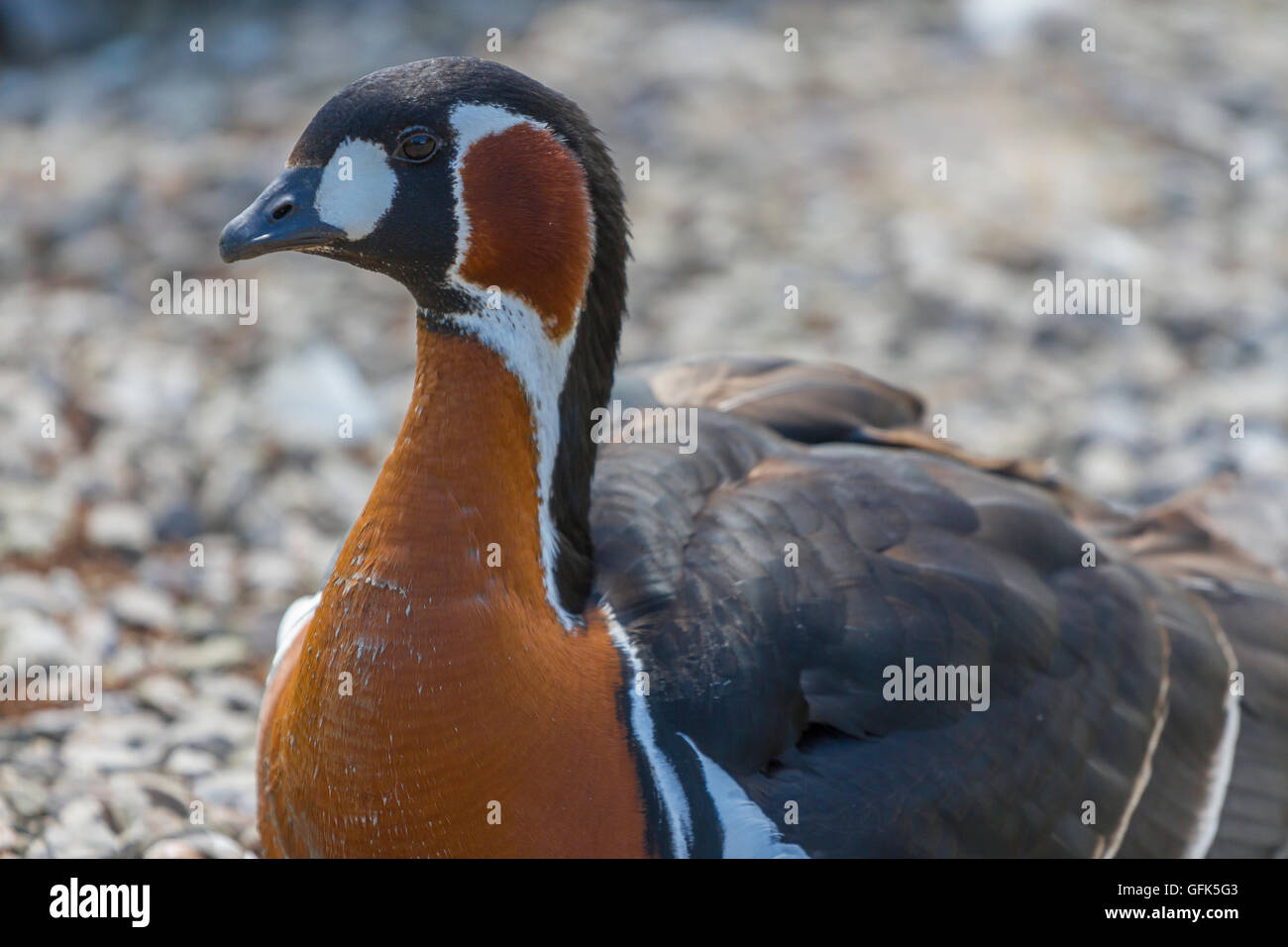 Red Breasted Goose at Slimbridge Stock Photo - Alamy