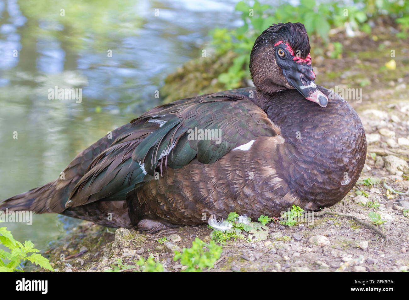 Muscovy Duck at Slimbridge Stock Photo - Alamy