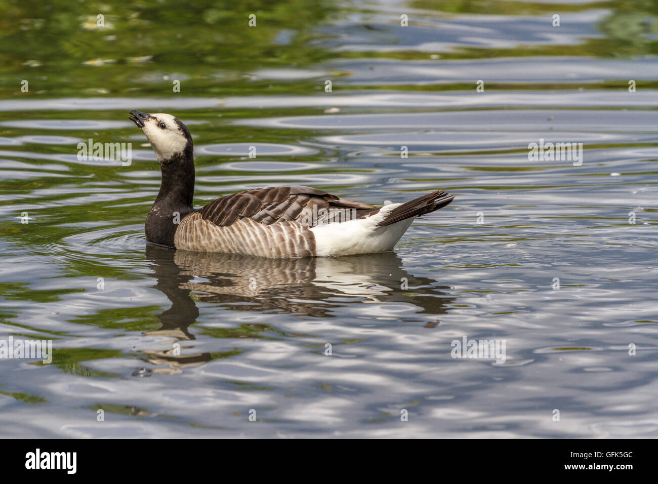Barnacle Goose at Slimbridge Stock Photo - Alamy