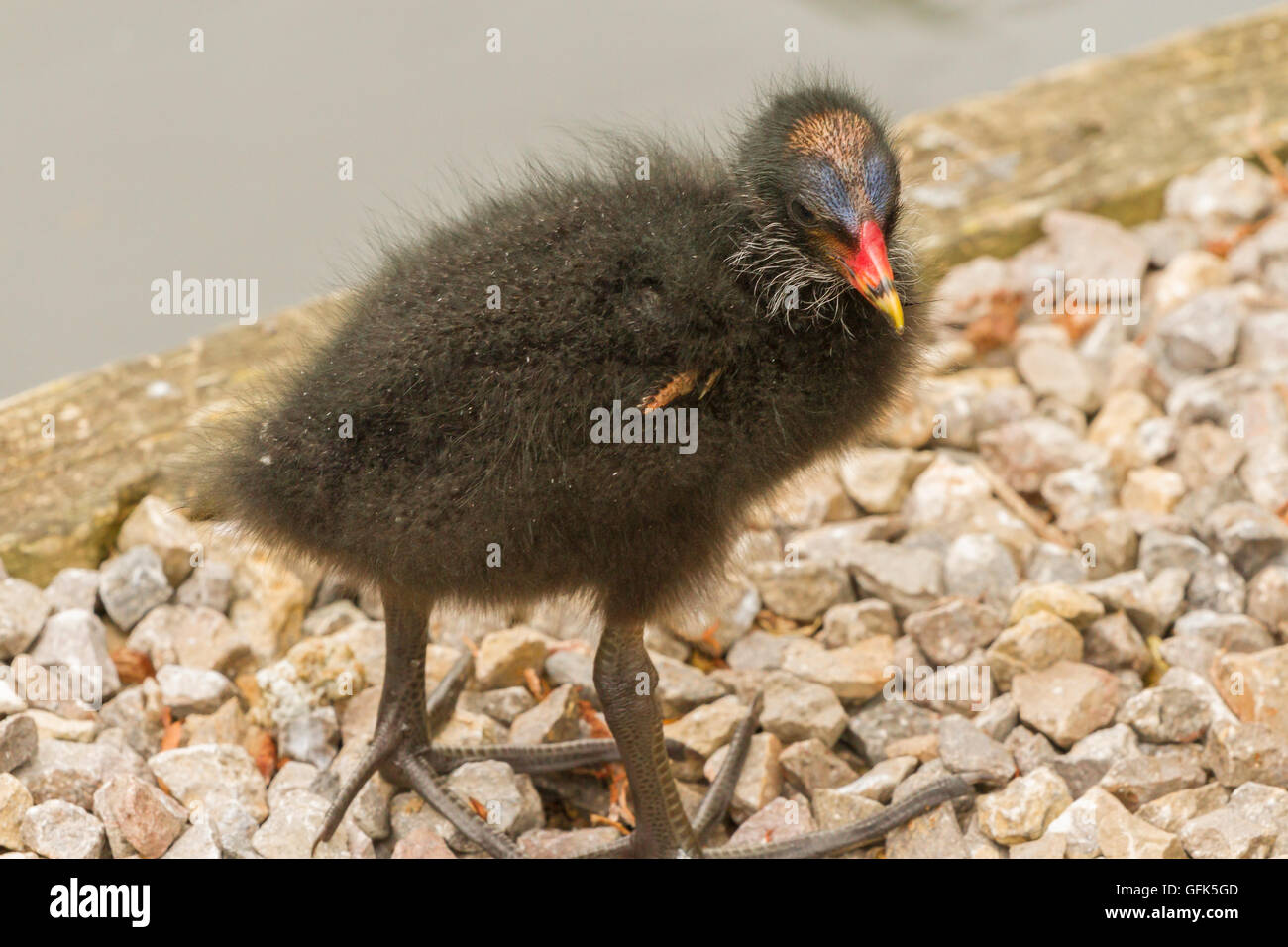 Moorhen Chick at Slimbridge Stock Photo - Alamy