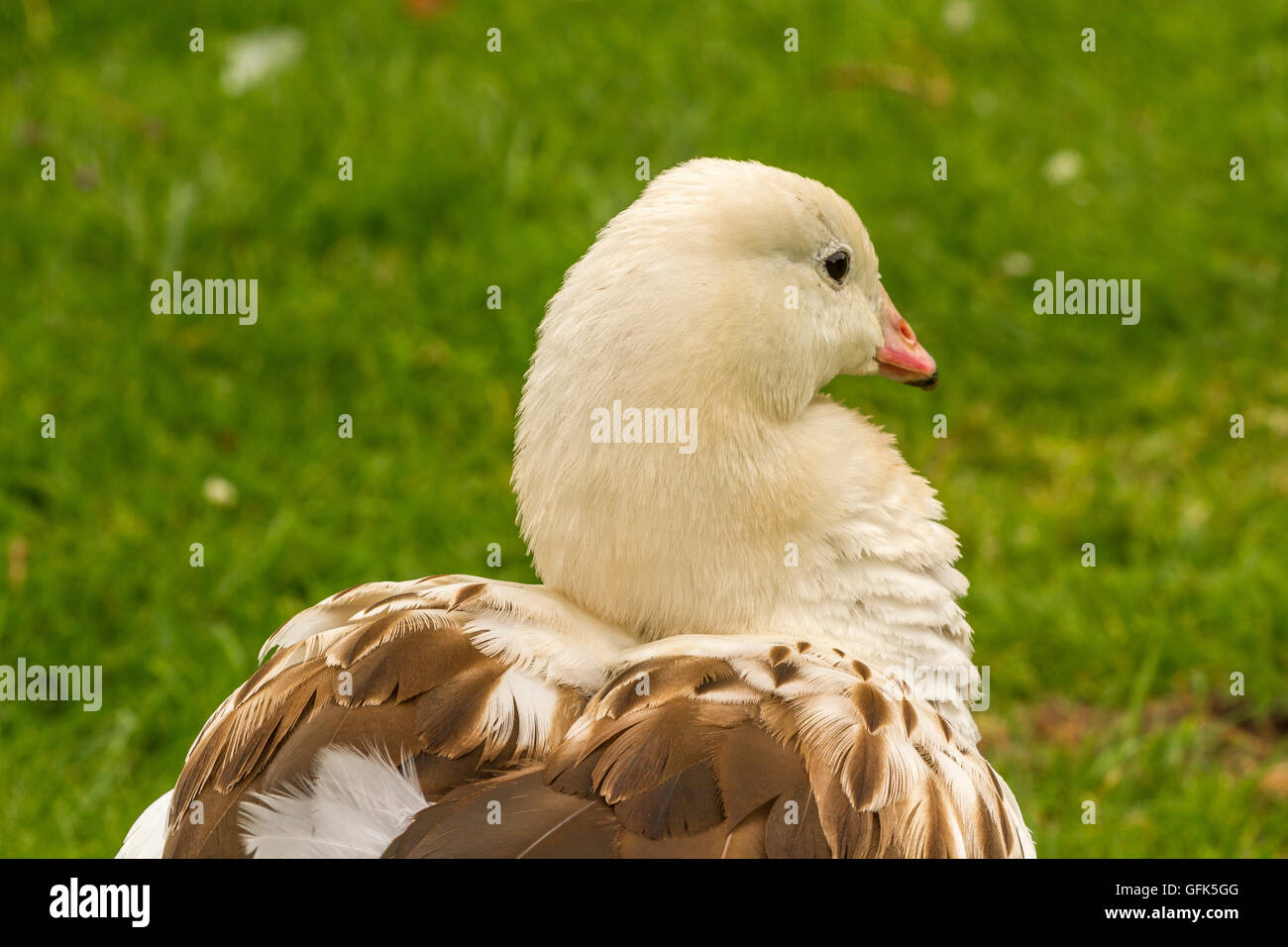 Andean Goose at Slimbridge Stock Photo - Alamy