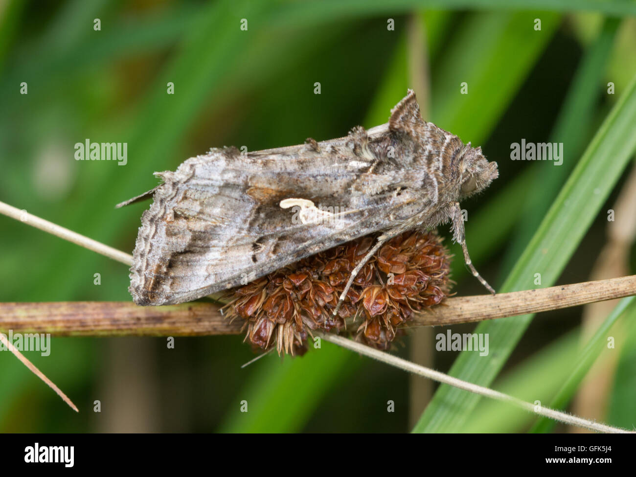 Silver y moth hi-res stock photography and images - Alamy