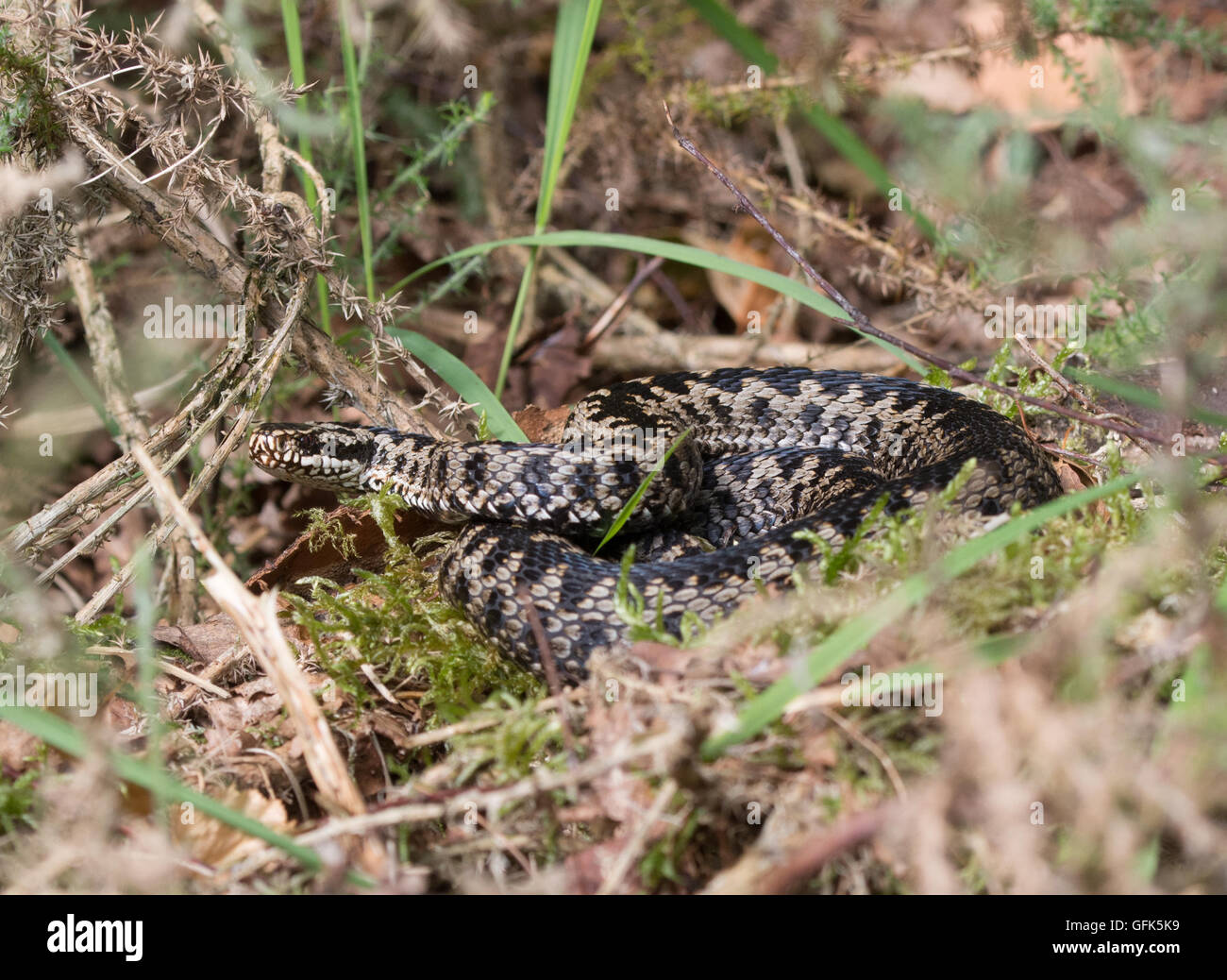 Adder viper snake hi-res stock photography and images - Alamy
