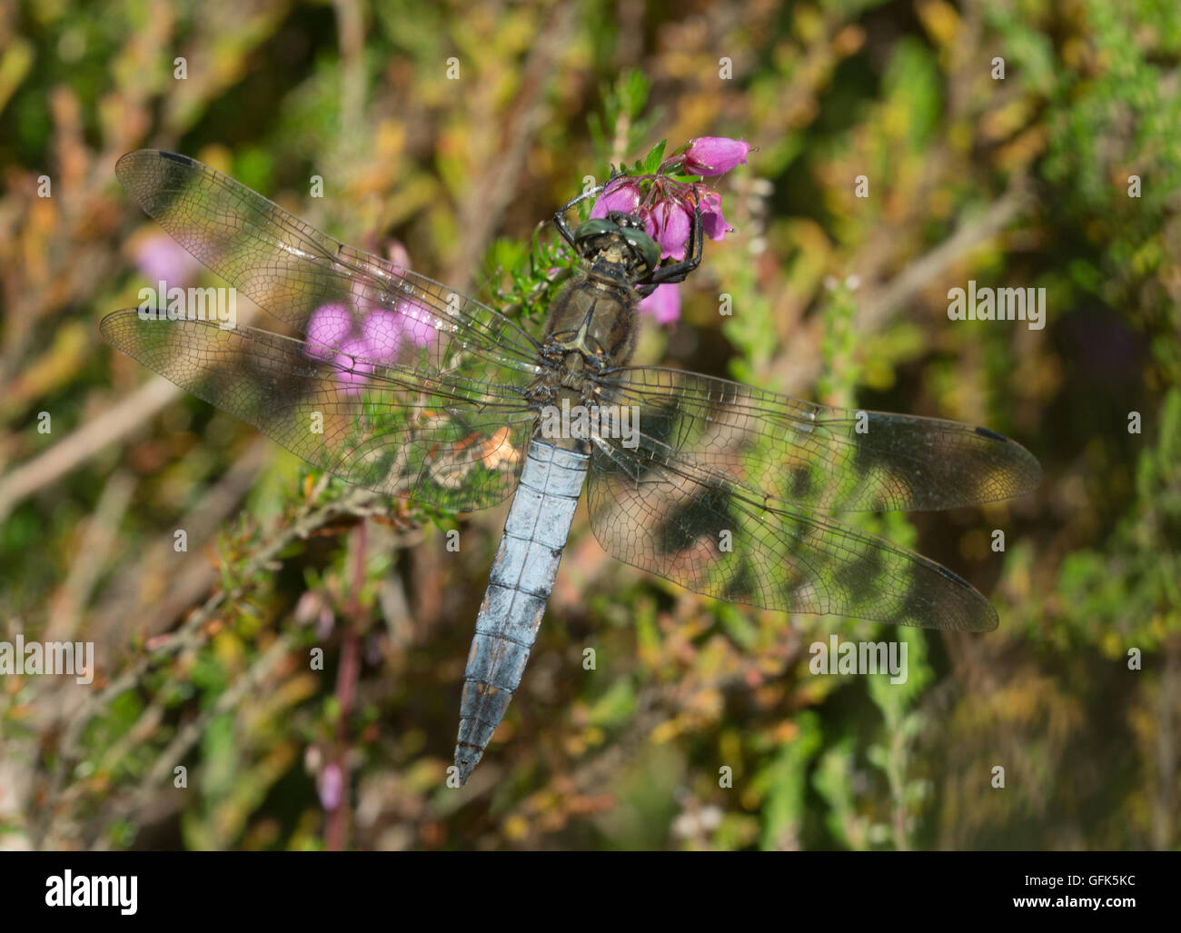 Black-tailed skimmer dragonfly (Orthetrum cancellatum) on bell heather ...
