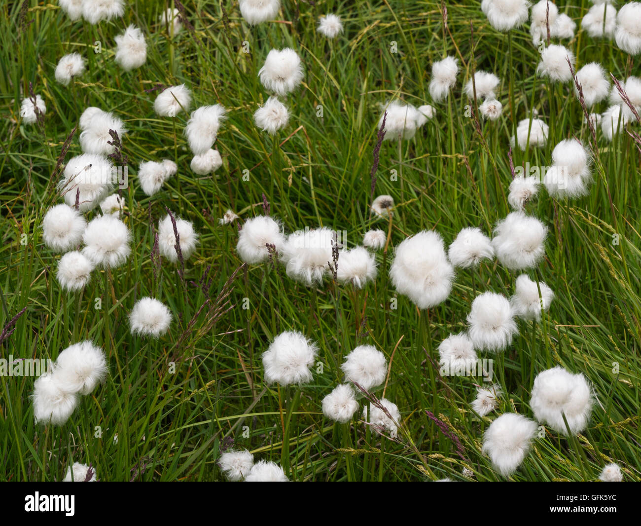 White Fluffy Flowers High Resolution Stock Photography and Images - Alamy