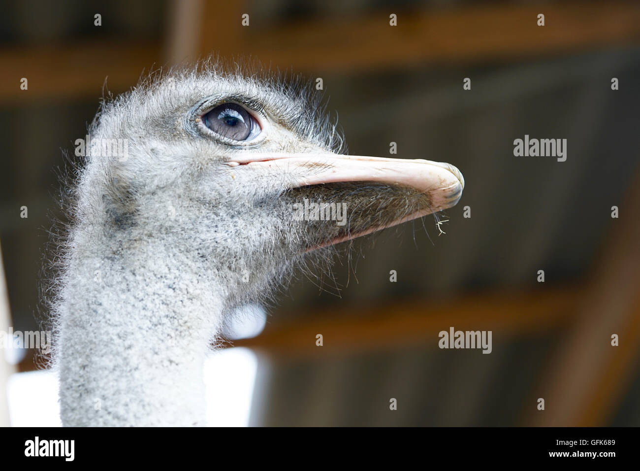 ostrich face from the side with grey eye Stock Photo - Alamy