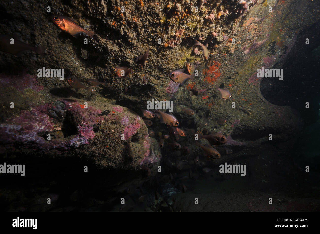 Crevice hi-res stock photography and images - Alamy