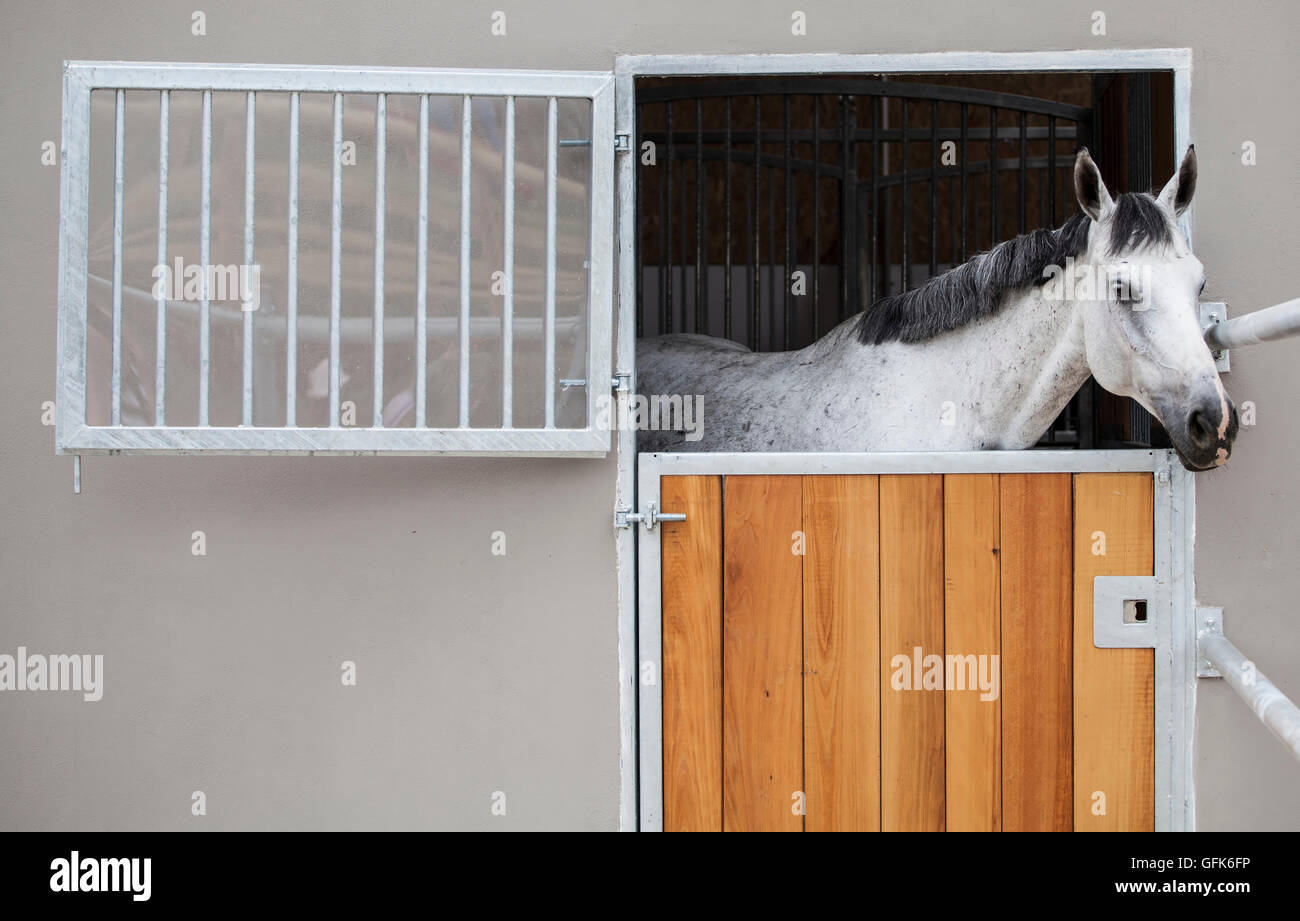Great gray racing horse looking over the stable gate Stock Photo - Alamy