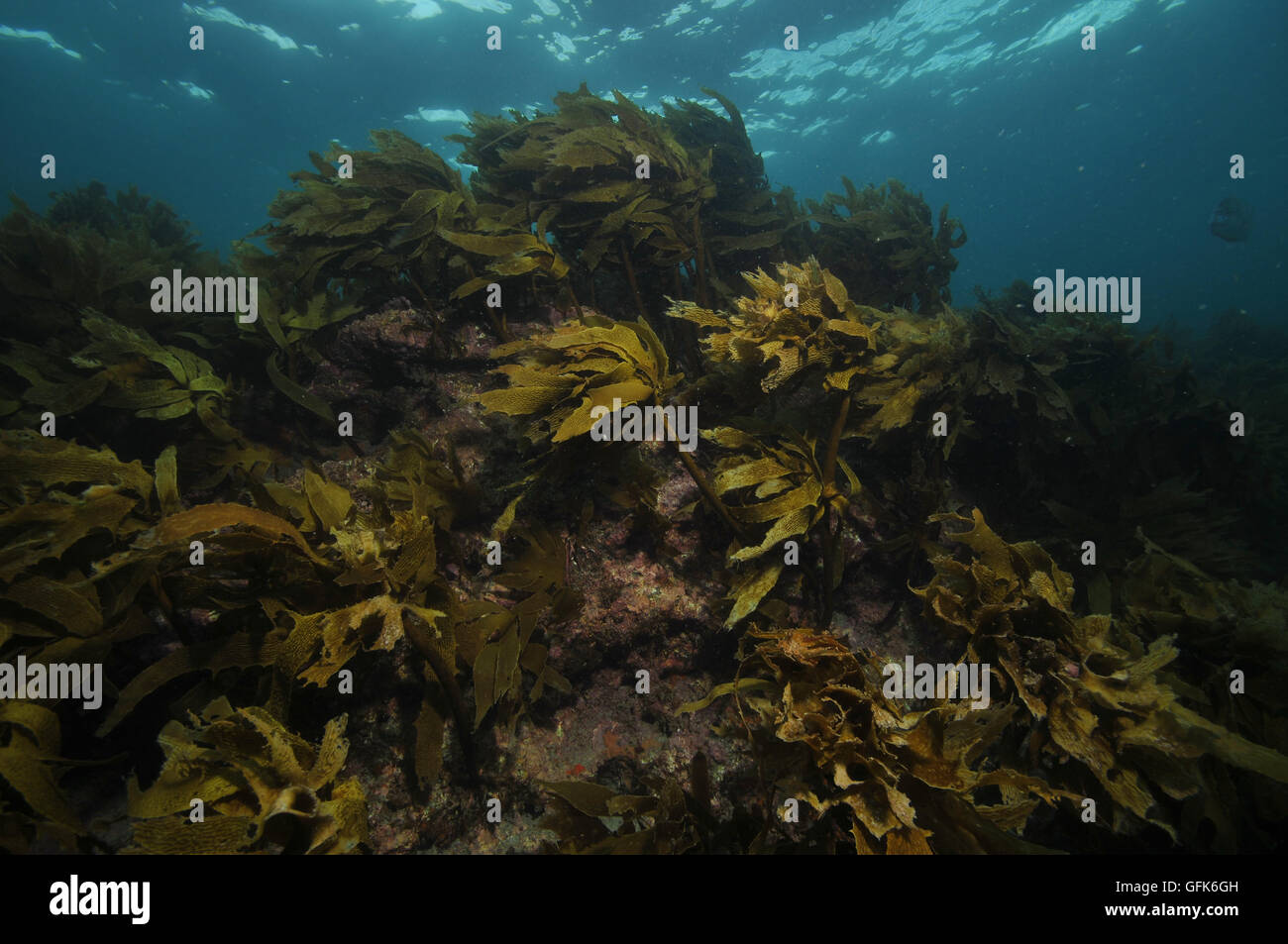 rock face covered with stalked brown kelp Stock Photo - Alamy