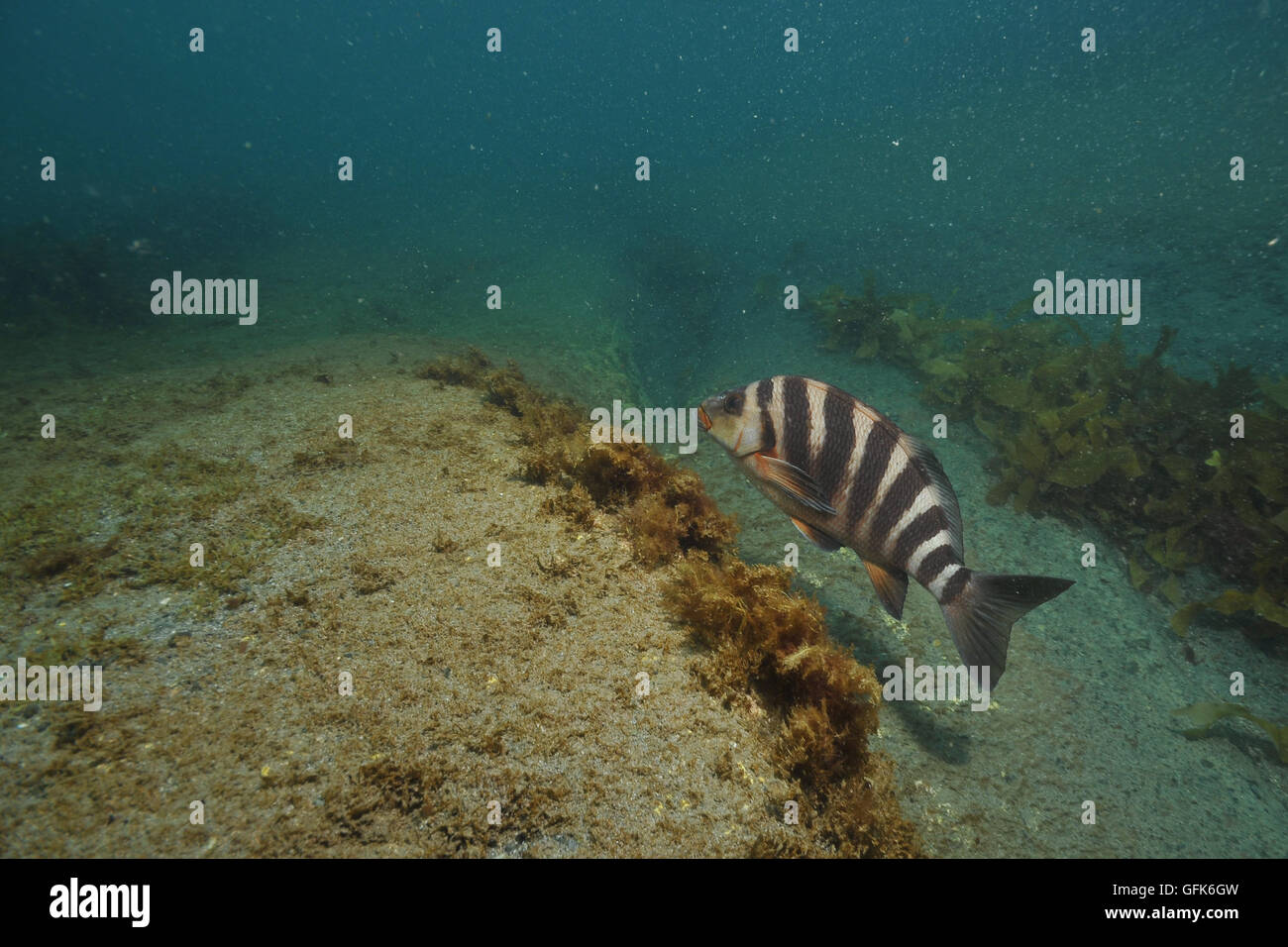Red moki flat sea-bottom Stock Photo - Alamy