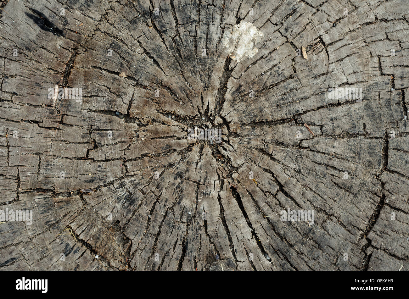 Texture of tree stump Stock Photo - Alamy