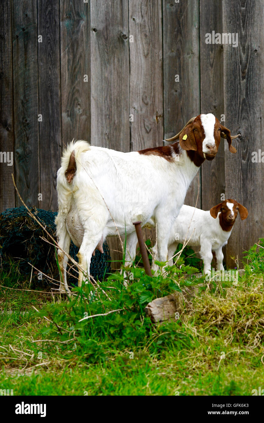 nanny goat and her child at a farm Stock Photo - Alamy
