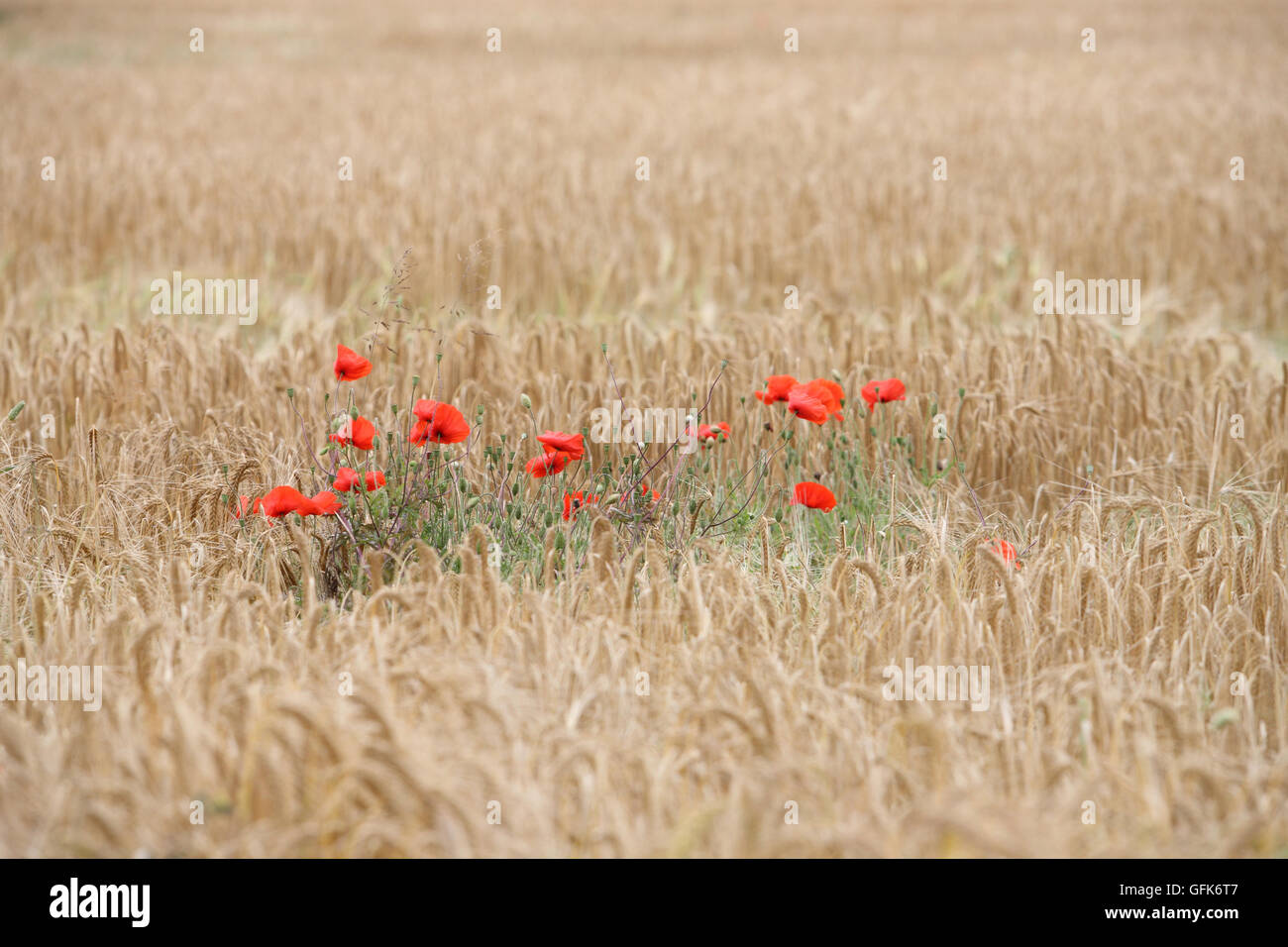 Wheat field blowing in wind hi-res stock photography and images - Alamy