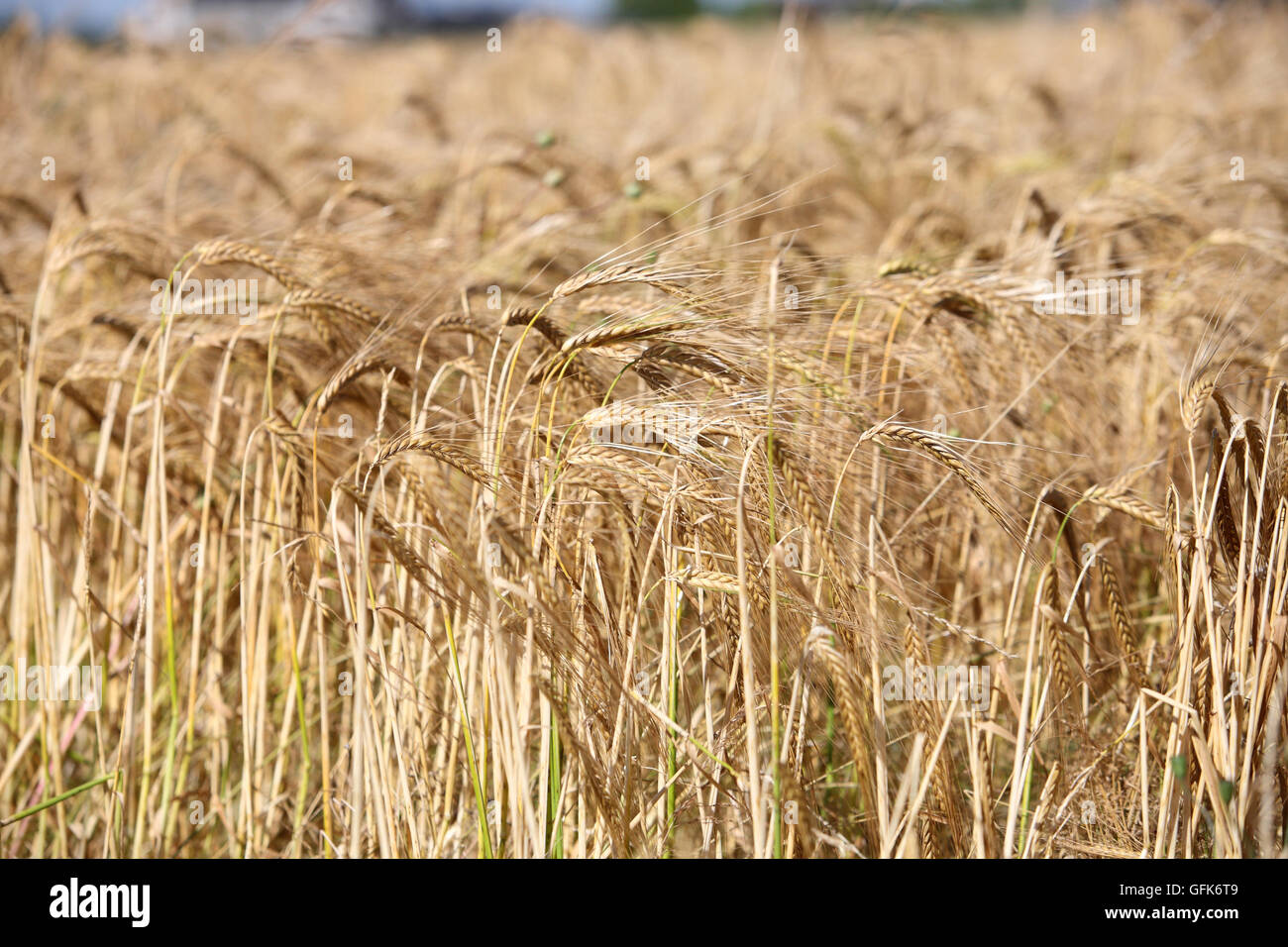Wheat growing hi-res stock photography and images - Alamy