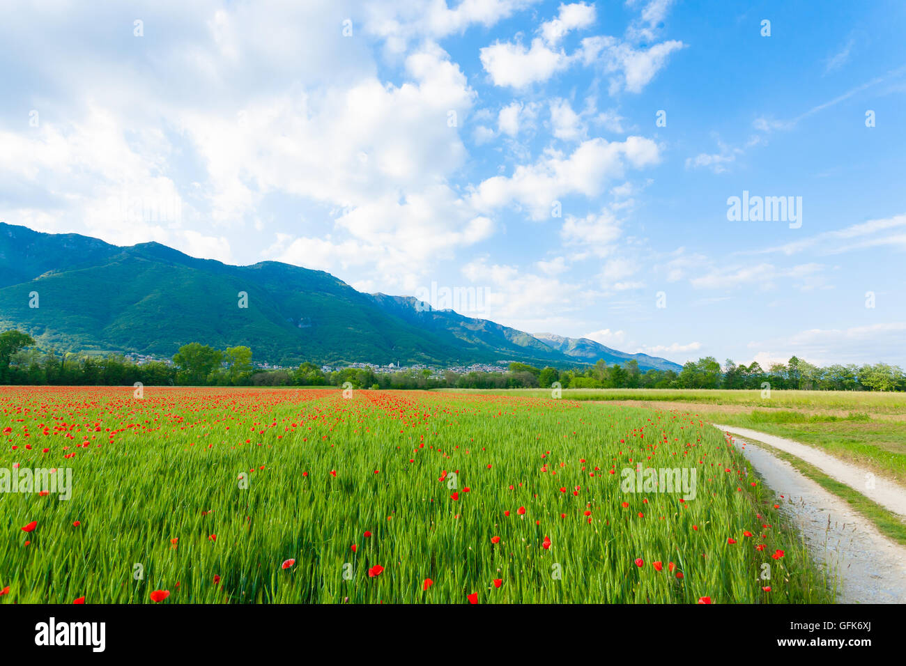 Dirt road trough italian countryside. Field of red poppies. Rural life ...