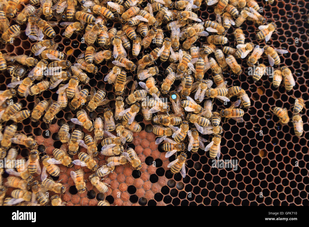 Queen bee detail. Apiculture, rural life. Beekeeping Stock Photo - Alamy