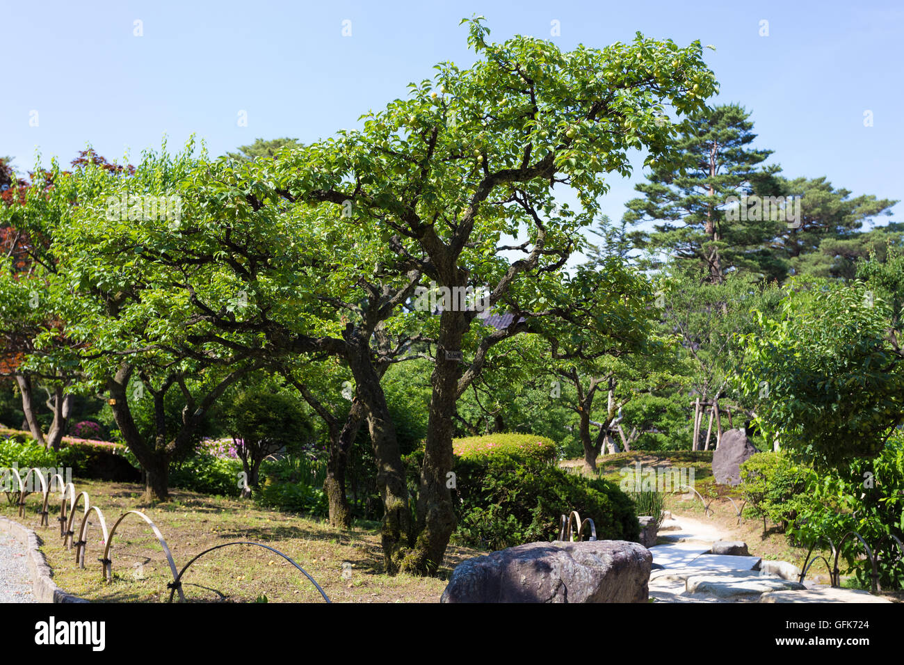 Pine tree, Kenrokuen, Japan Stock Photo - Alamy