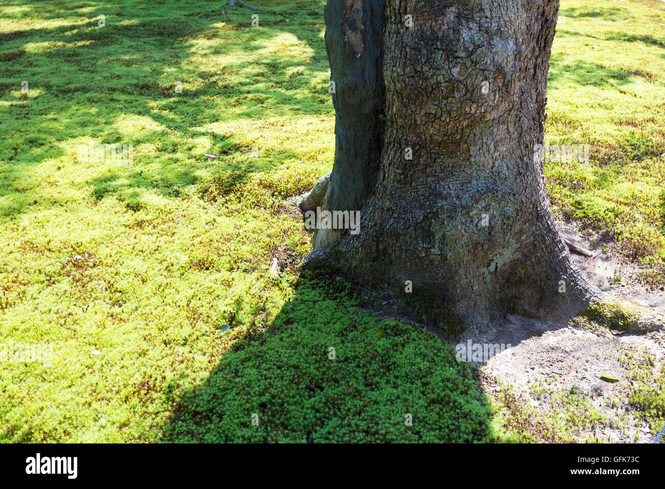 Clumps of moss on the ground Stock Photo - Alamy
