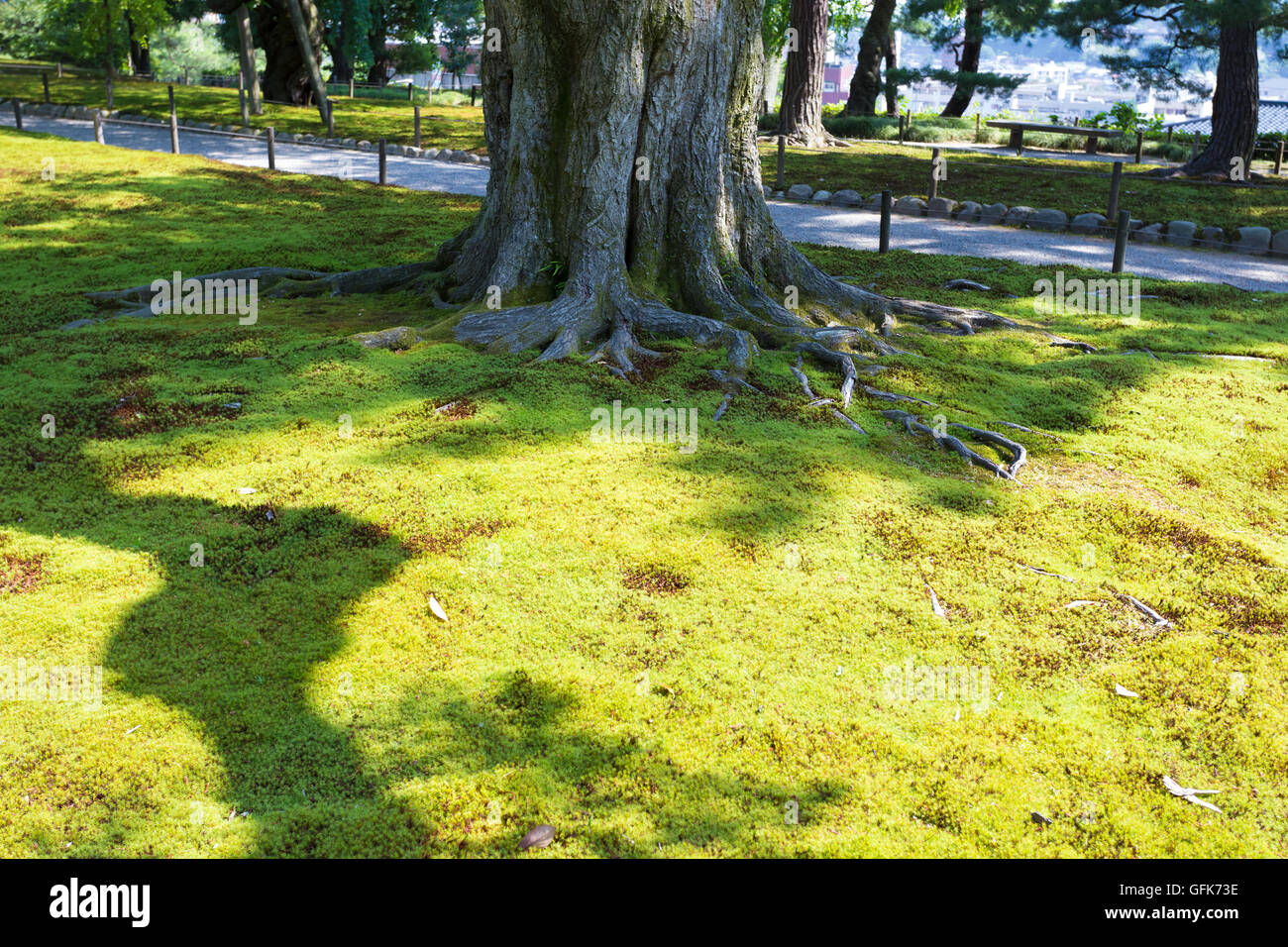 Clumps of moss on the ground Stock Photo - Alamy