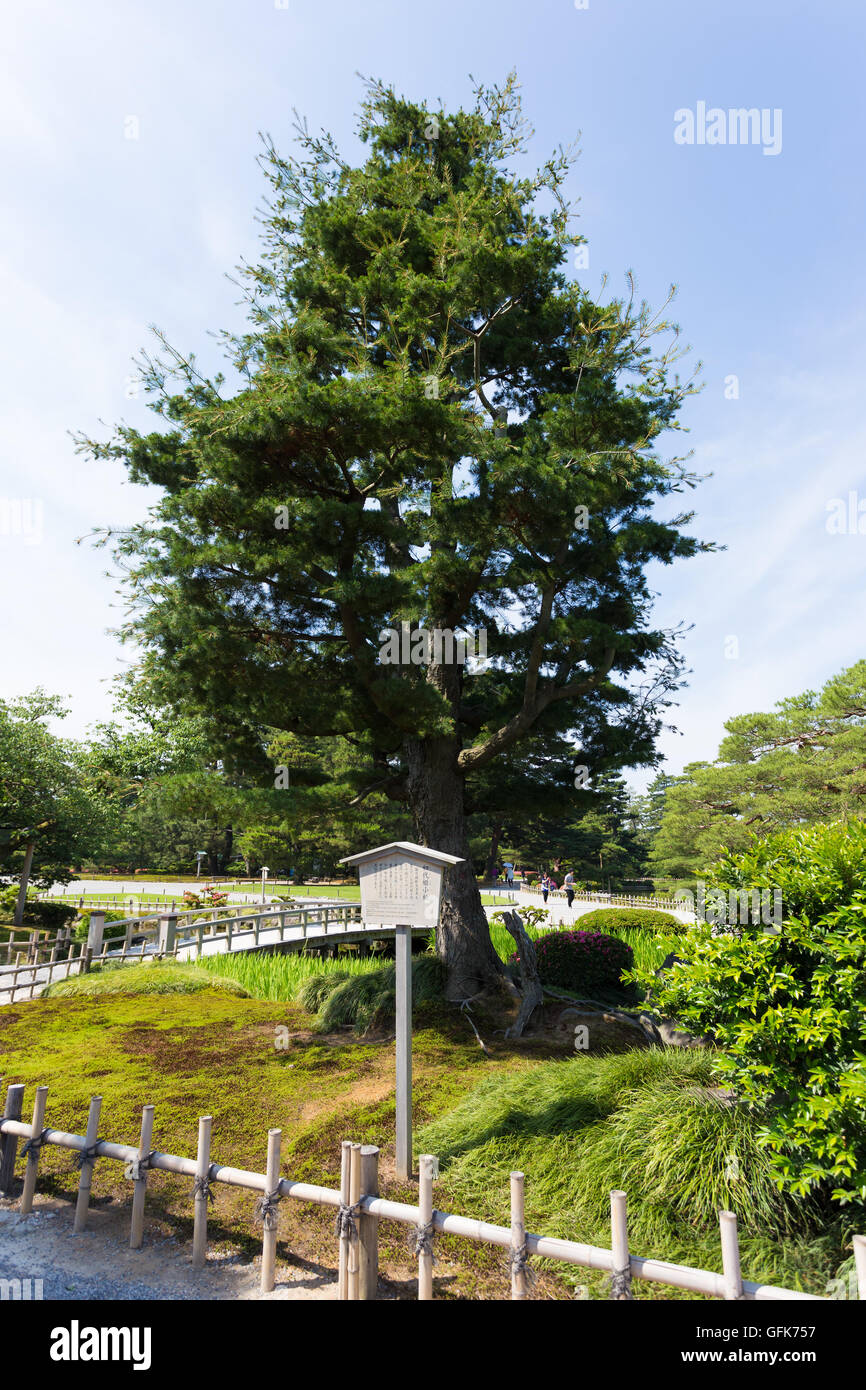 Pine tree, Kenrokuen, Japan Stock Photo - Alamy
