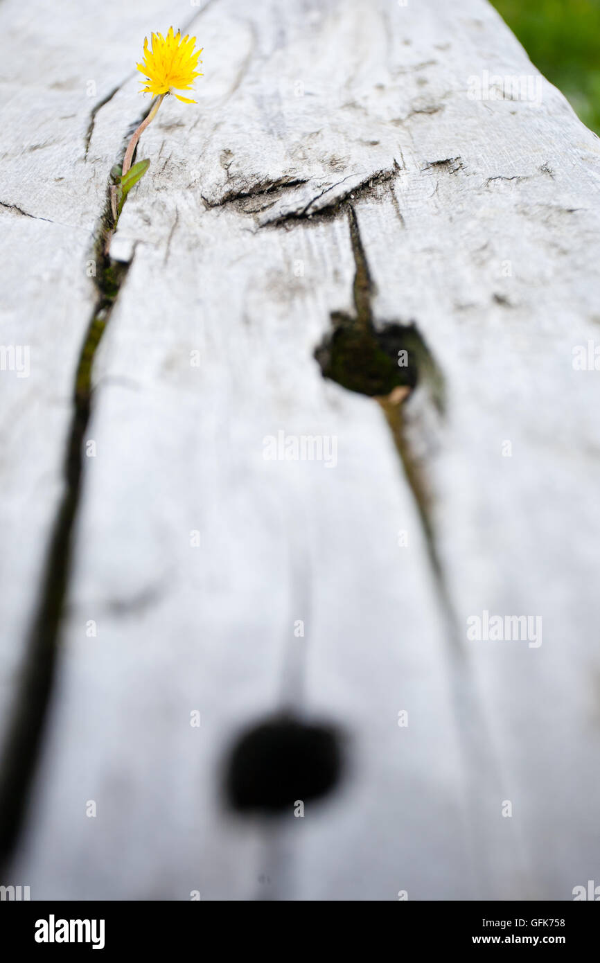 Flower growing in a timber slot. Taraxacum officinale detail Stock ...
